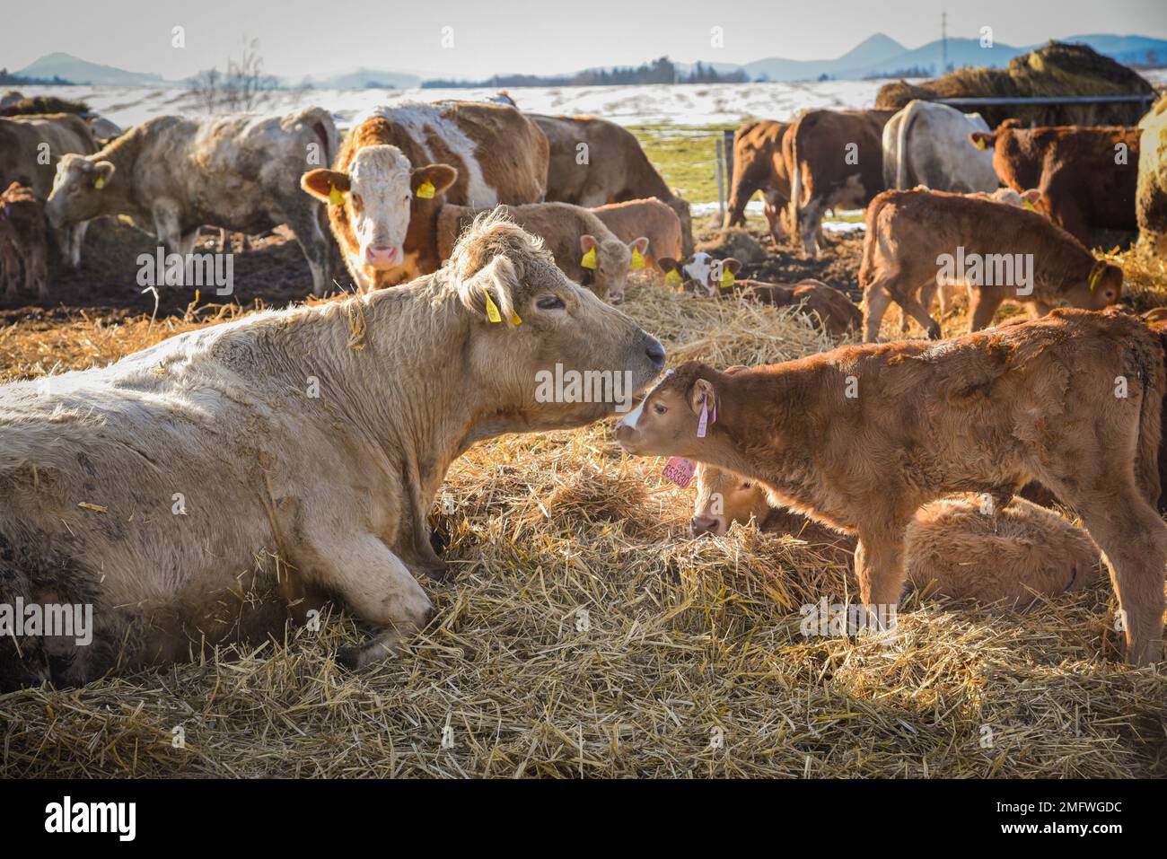 Herd black cows eating hay hi-res stock photography and images - Alamy