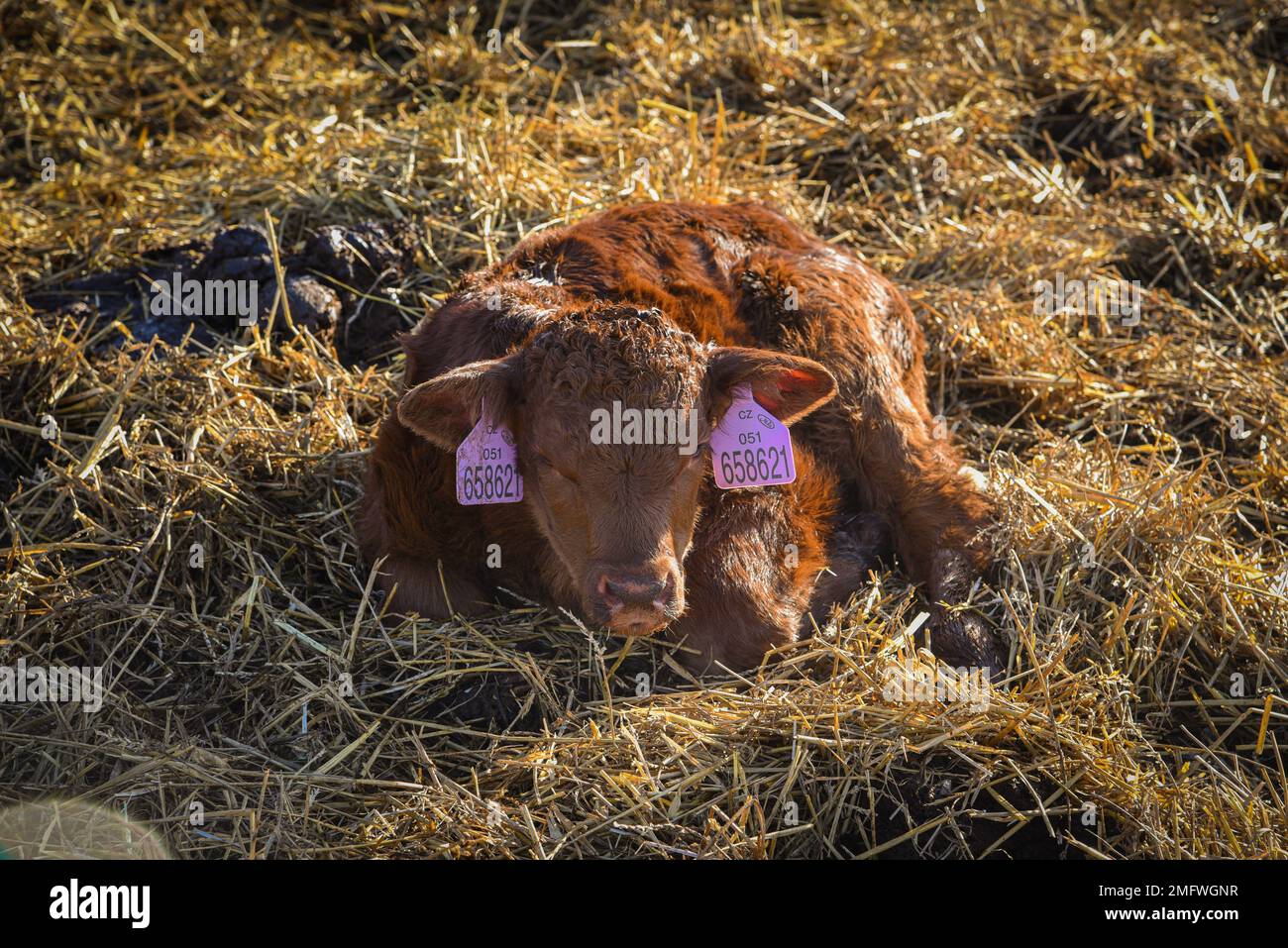 Cows ranch hay hi-res stock photography and images - Alamy