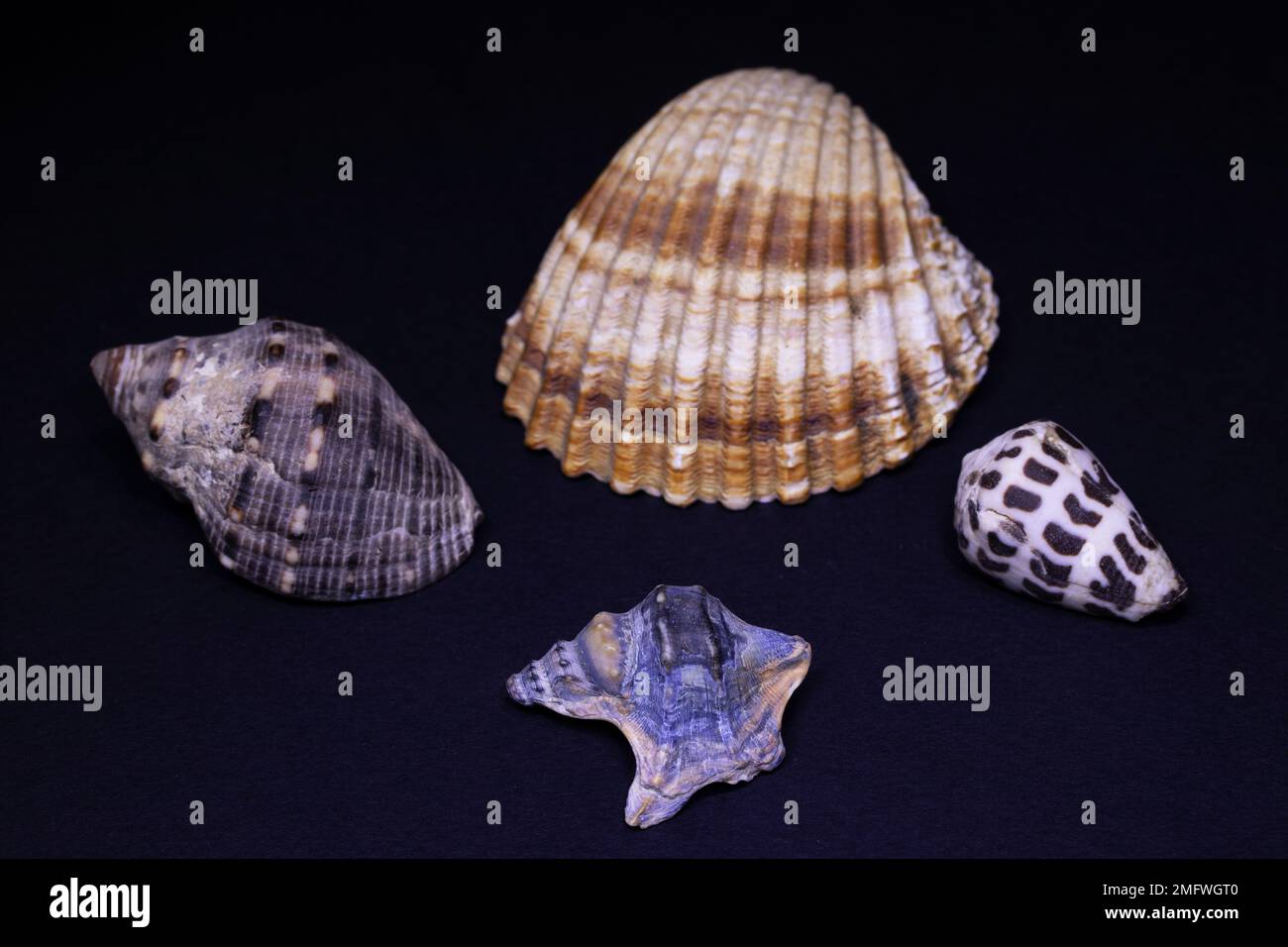 Shells macro photography hi-res stock photography and images - Alamy