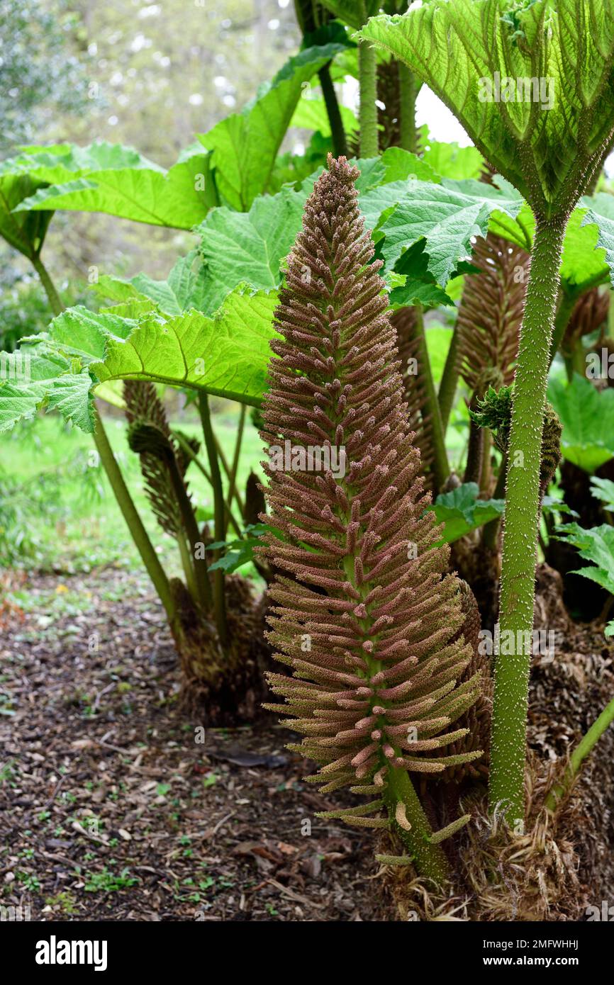 Rheum palmatum,flower bud,spring, emerge,emerging,buds,growth ...