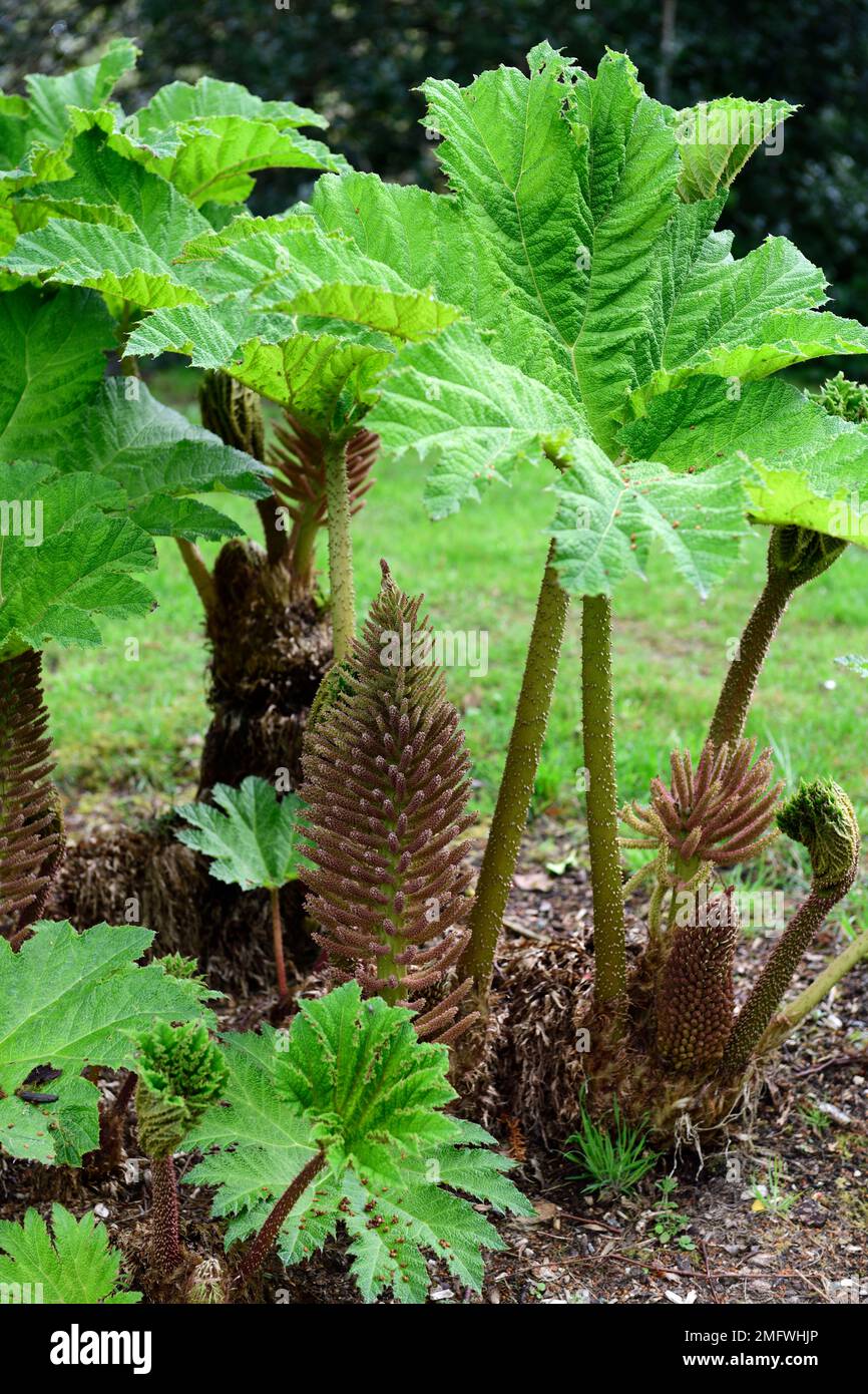Rheum palmatum,flower bud,spring, emerge,emerging,buds,growth ...