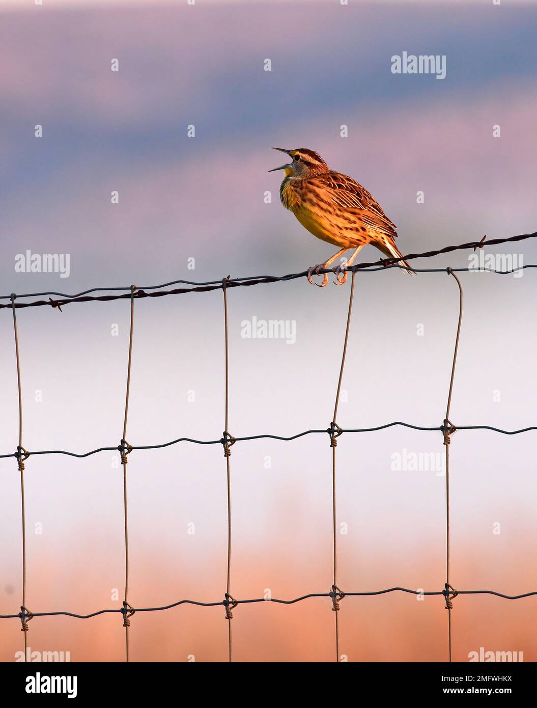 Meadowlark on wire fence, singing, Wichita Mountains Wildlife Refuge ...