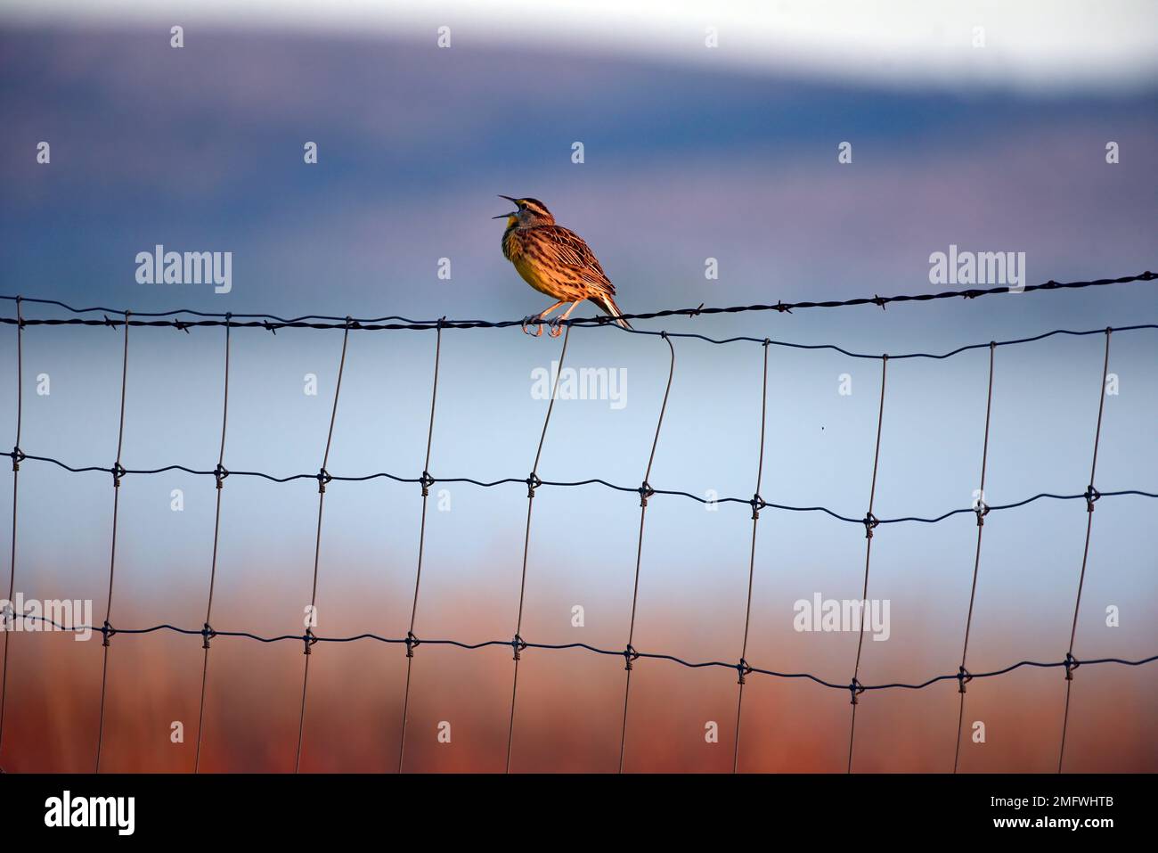 Meadowlark on wire fence, singing, Wichita Mountains Wildlife Refuge ...