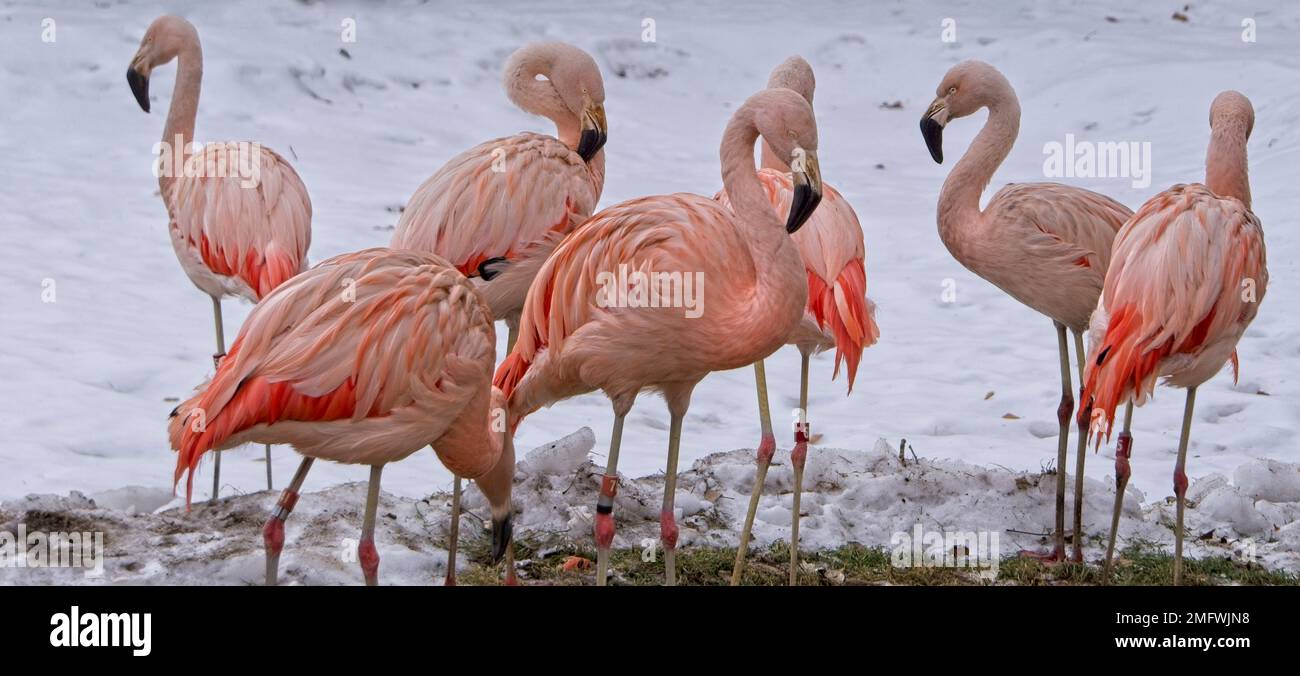 Flamingo bird water hi-res stock photography and images - Alamy