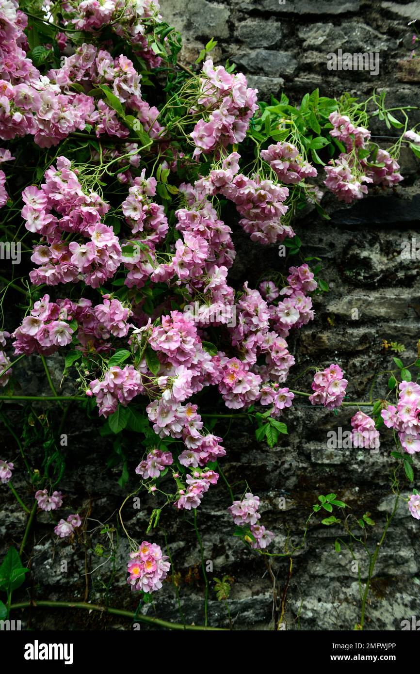 Pink climbing roses on stone hi-res stock photography and images - Alamy
