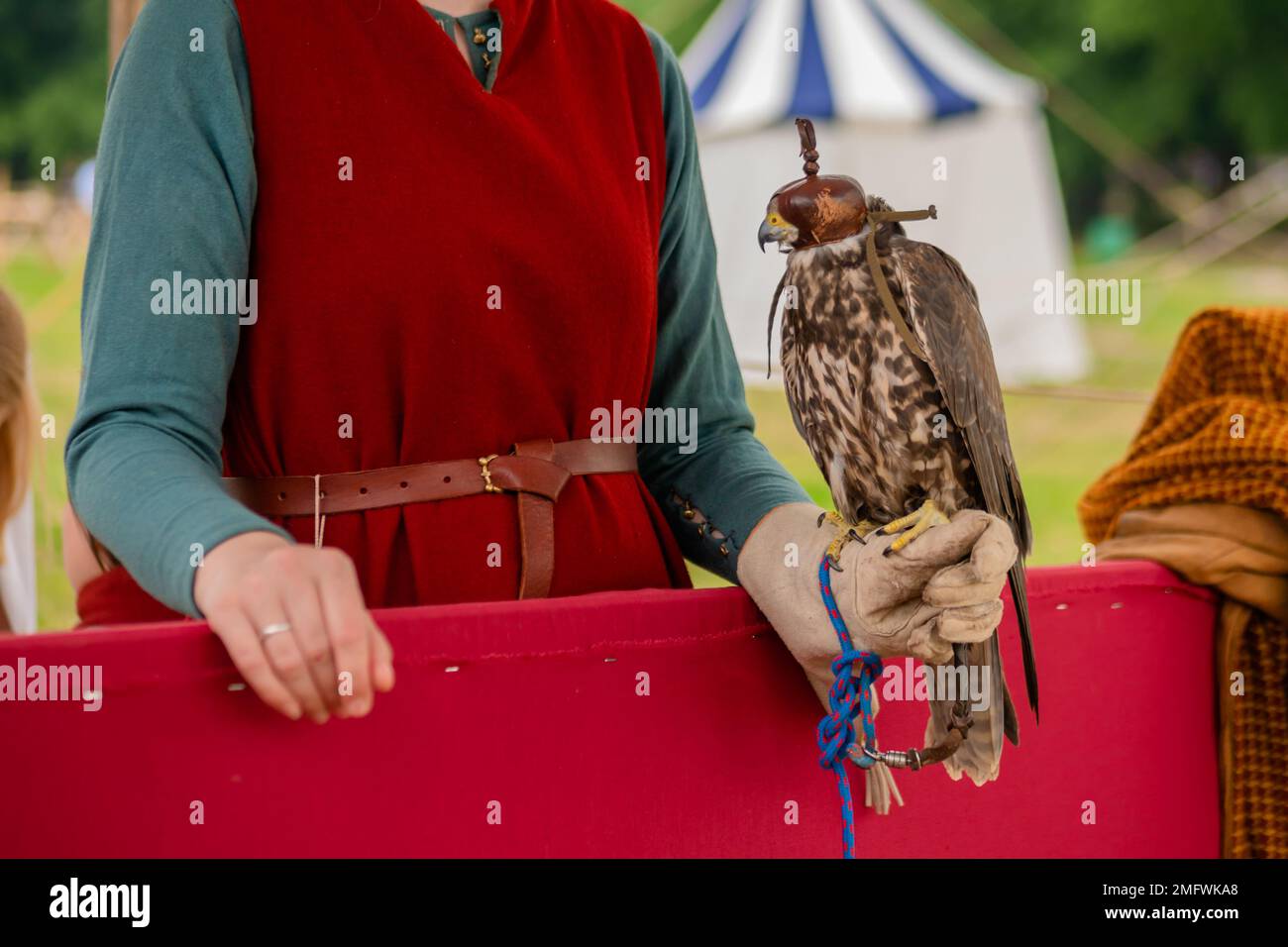 Trained falcon with leather hood sitting on woman hand at historical ...
