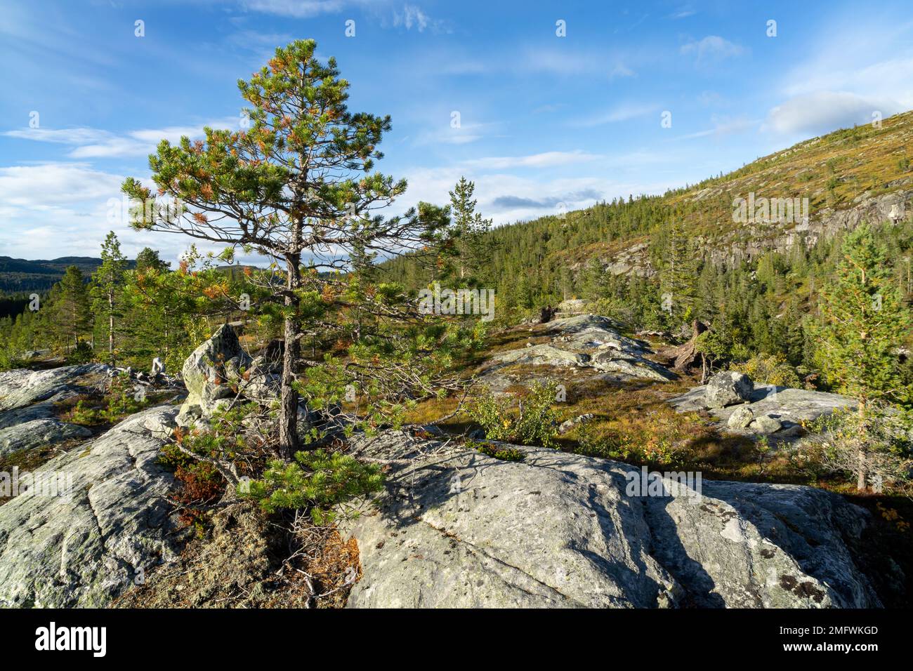 Norwegian mountain landscape in Sigdal region with single conifer in ...