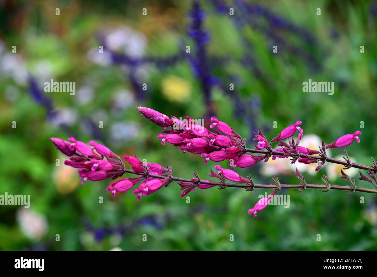 Salvia involucrata,rosy-leaf sage Bethellii,salvias,purple red flowers ...