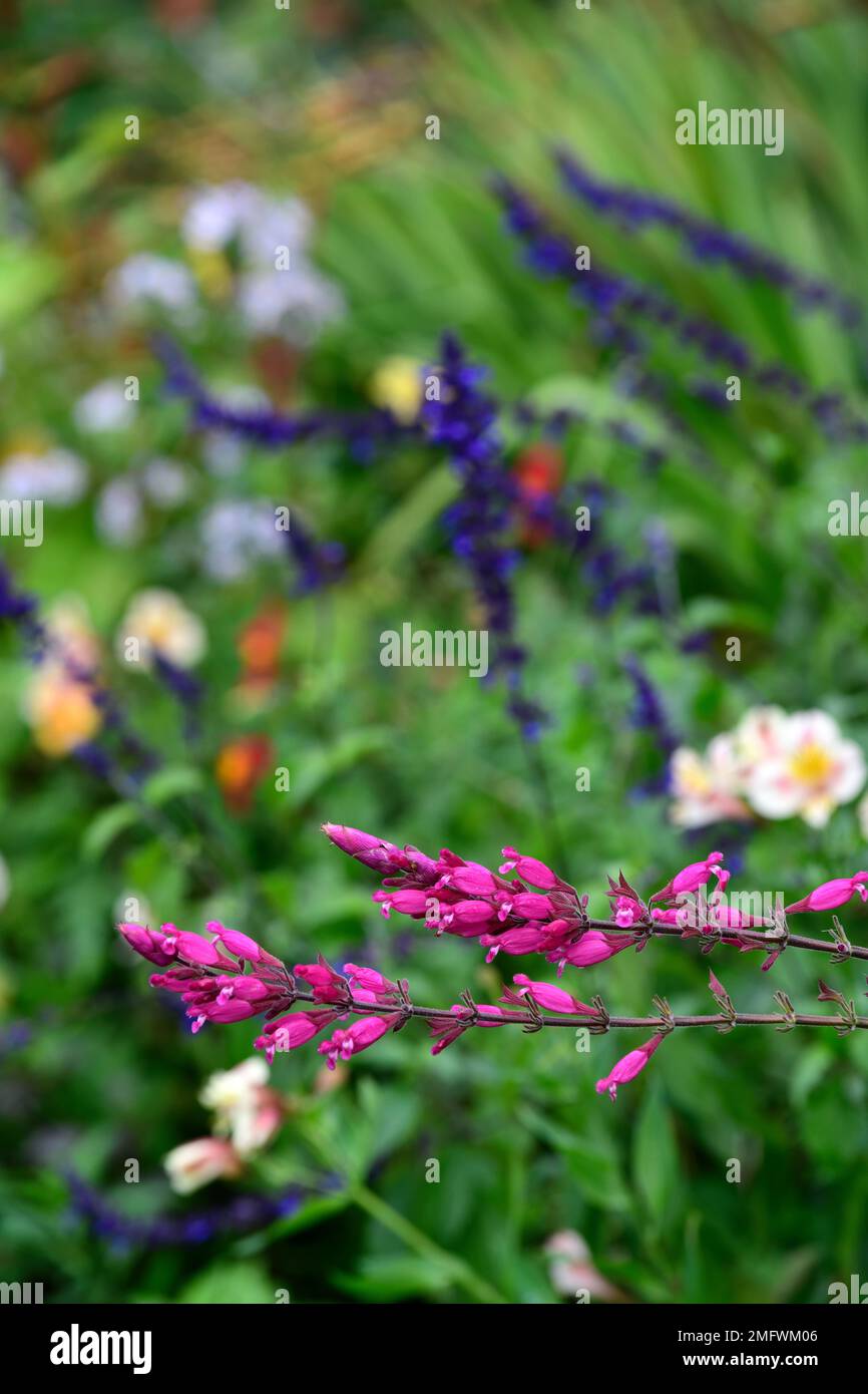 Salvia involucrata,rosy-leaf sage Bethellii,salvias,purple red flowers ...