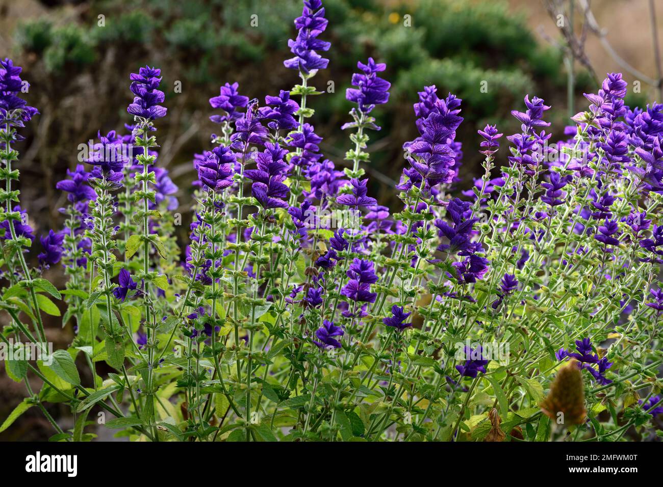 Salvia viridis Blue,Annual clary sage,large purple-blue bracts,large ...