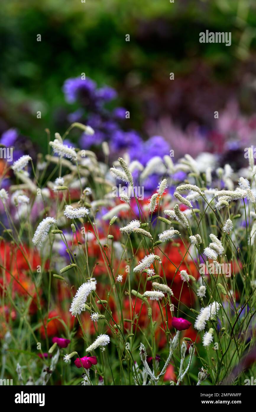 Slim nodding flower heads hi-res stock photography and images - Alamy