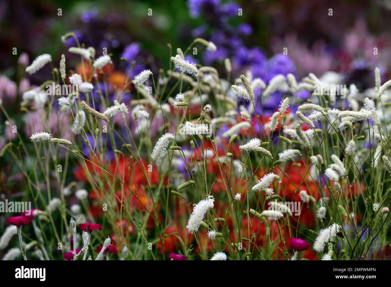 Sanguisorba tenuifolia var alba,white flowers,flowering,mixed planting ...