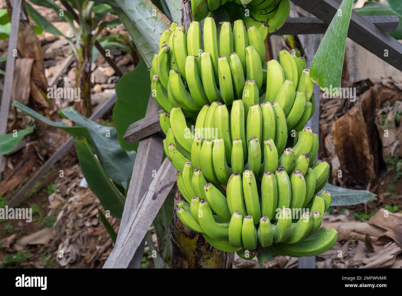 A bunch of small green unripe bananas in a banana plantation in Funchal ...