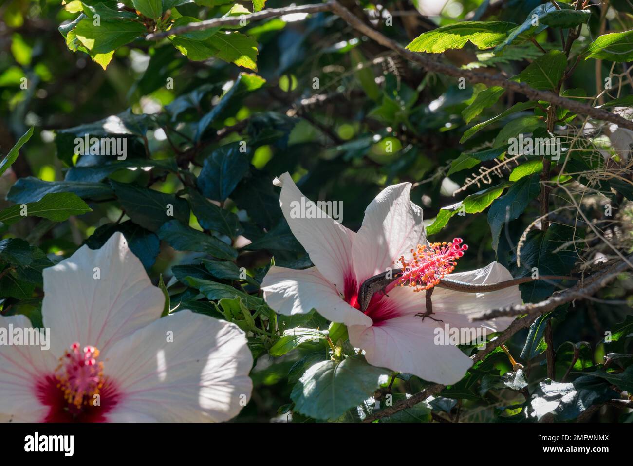 A Madeiran wall lizard (Teira dugesii) examines the flower of a ...