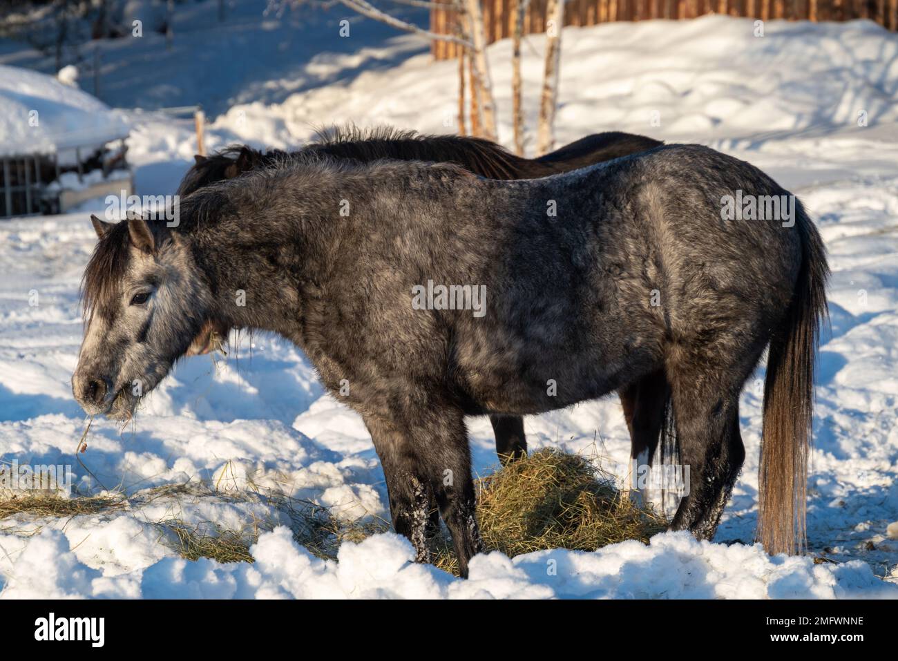 Horses standing in the sun out in the snow eating hay, photo from ...