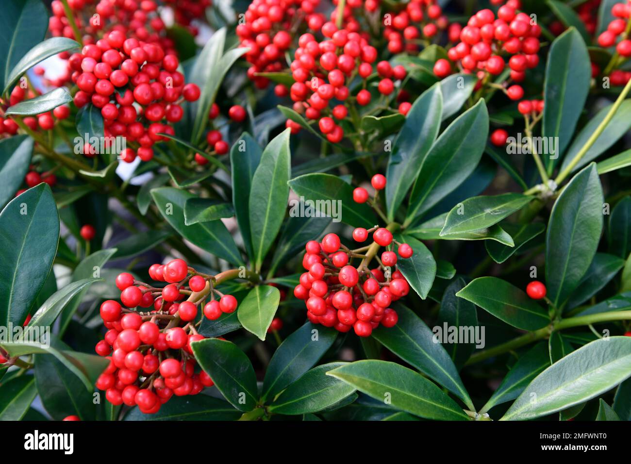 skimmia japonica pabella,red berries,red berry,winter berries,winter ...