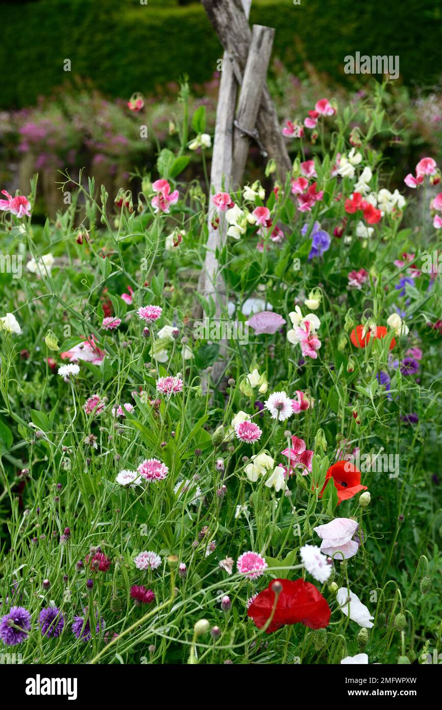 lathyrus, sweet peas,sweet pea, tripod, cane, canes, wigwam,bamboo ... lathyrus, sweet peas,sweet pea, tripod, cane, canes, wigwam,bamboo ...