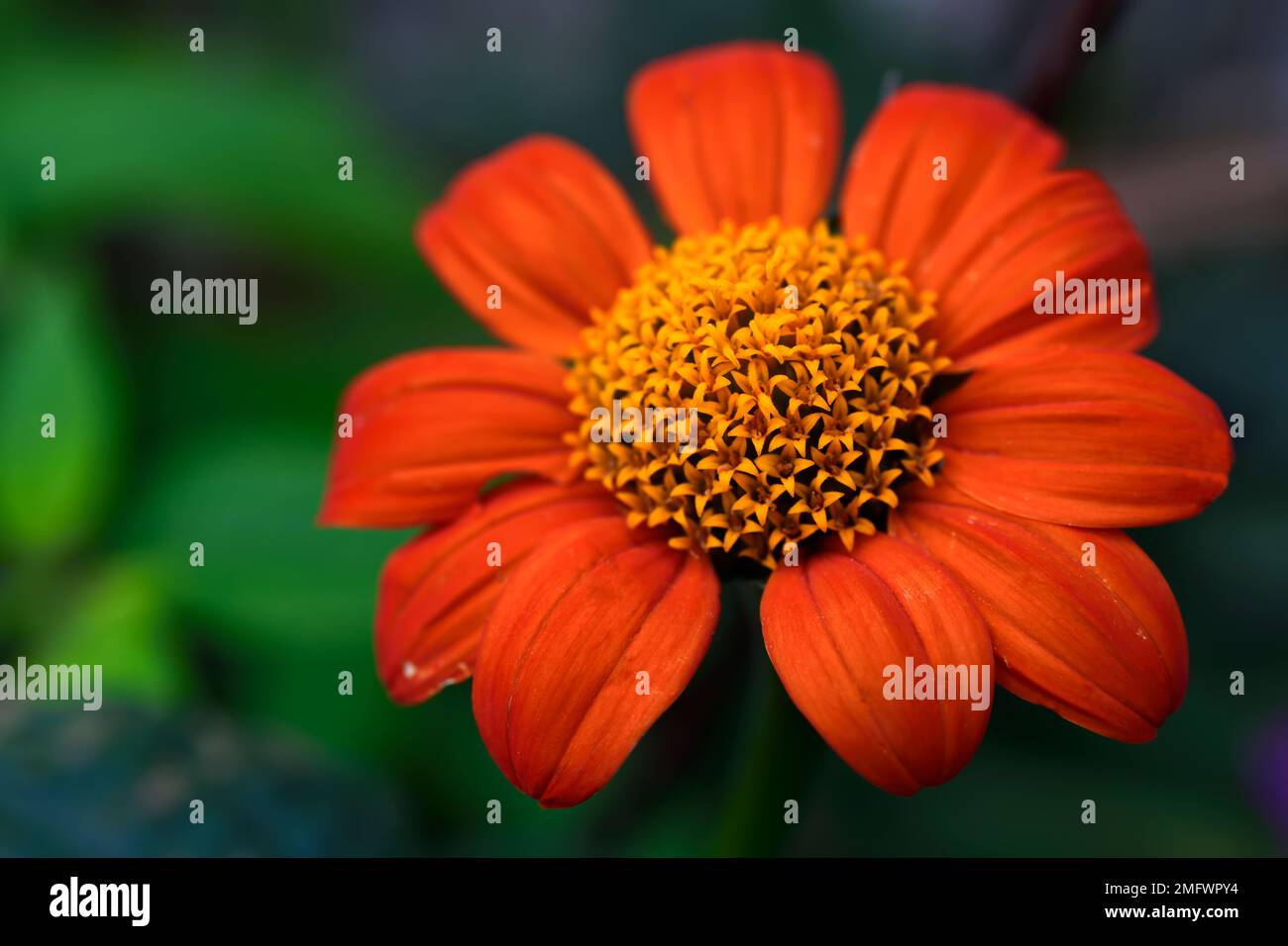 Tithonia rotundifolia Torch,mexican sunflower,Half-Hardy Annual,orange ...