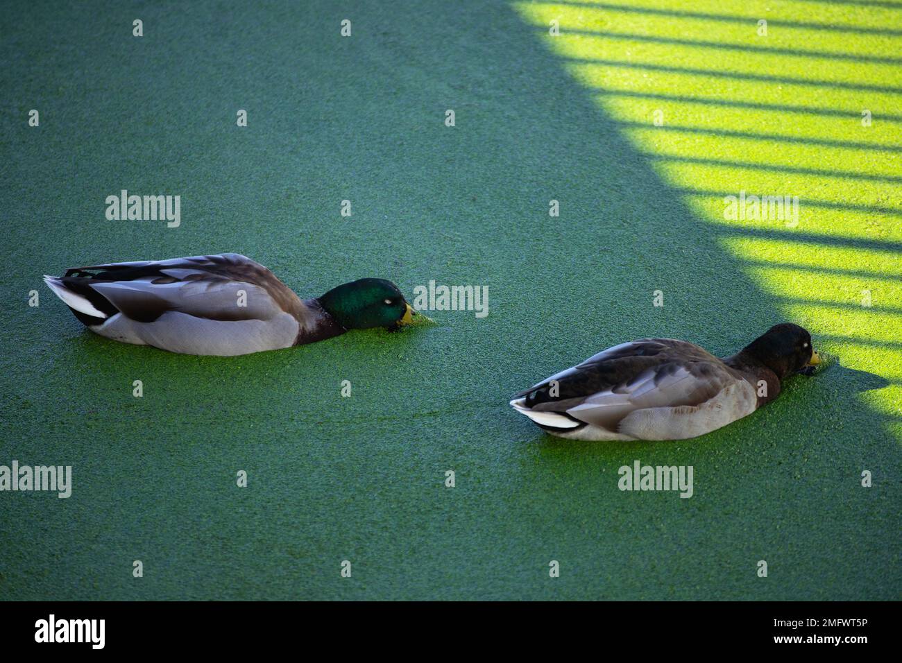 Many mallards hi-res stock photography and images - Alamy