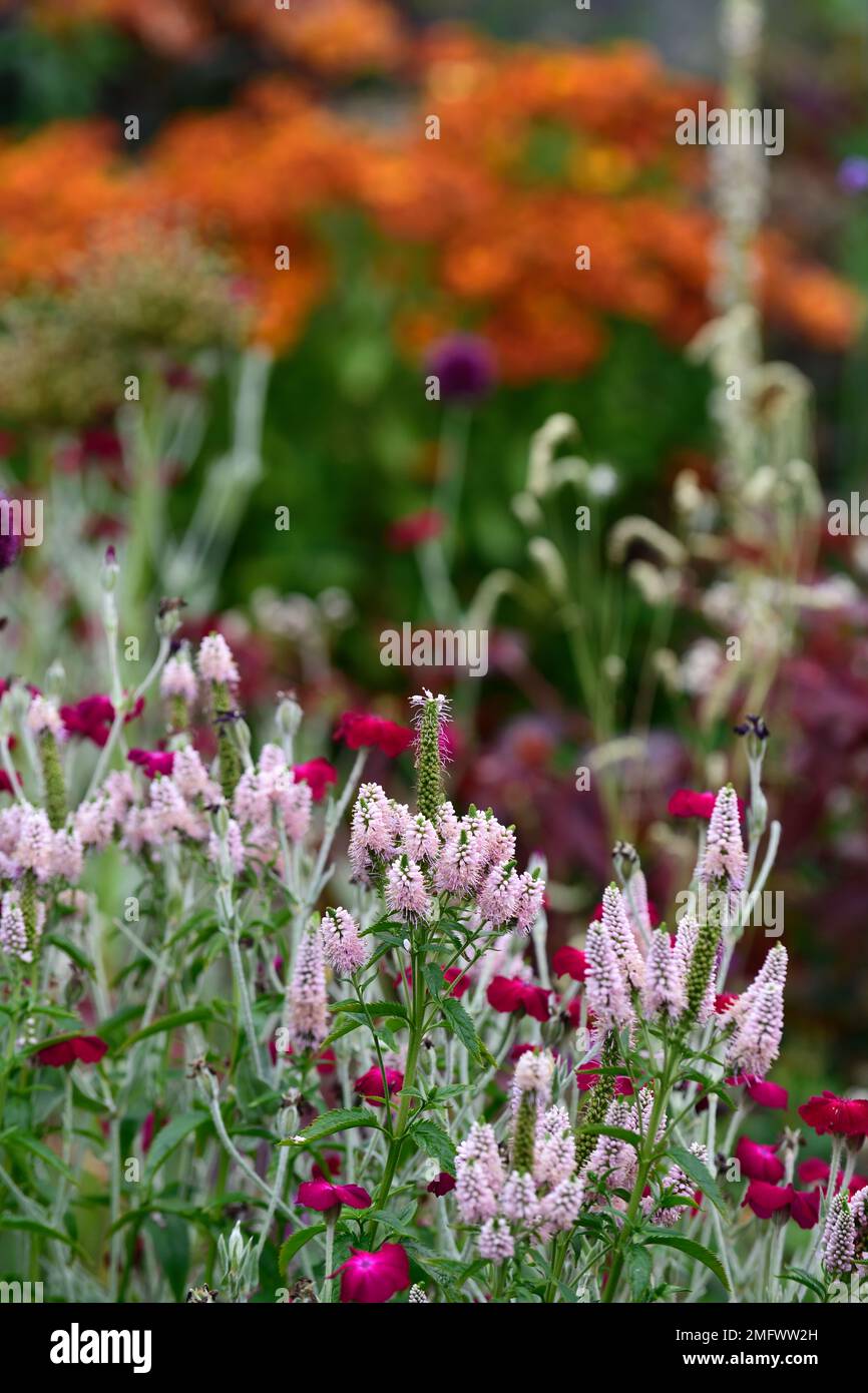 Veronica longifolia first choice hi-res stock photography and images ...