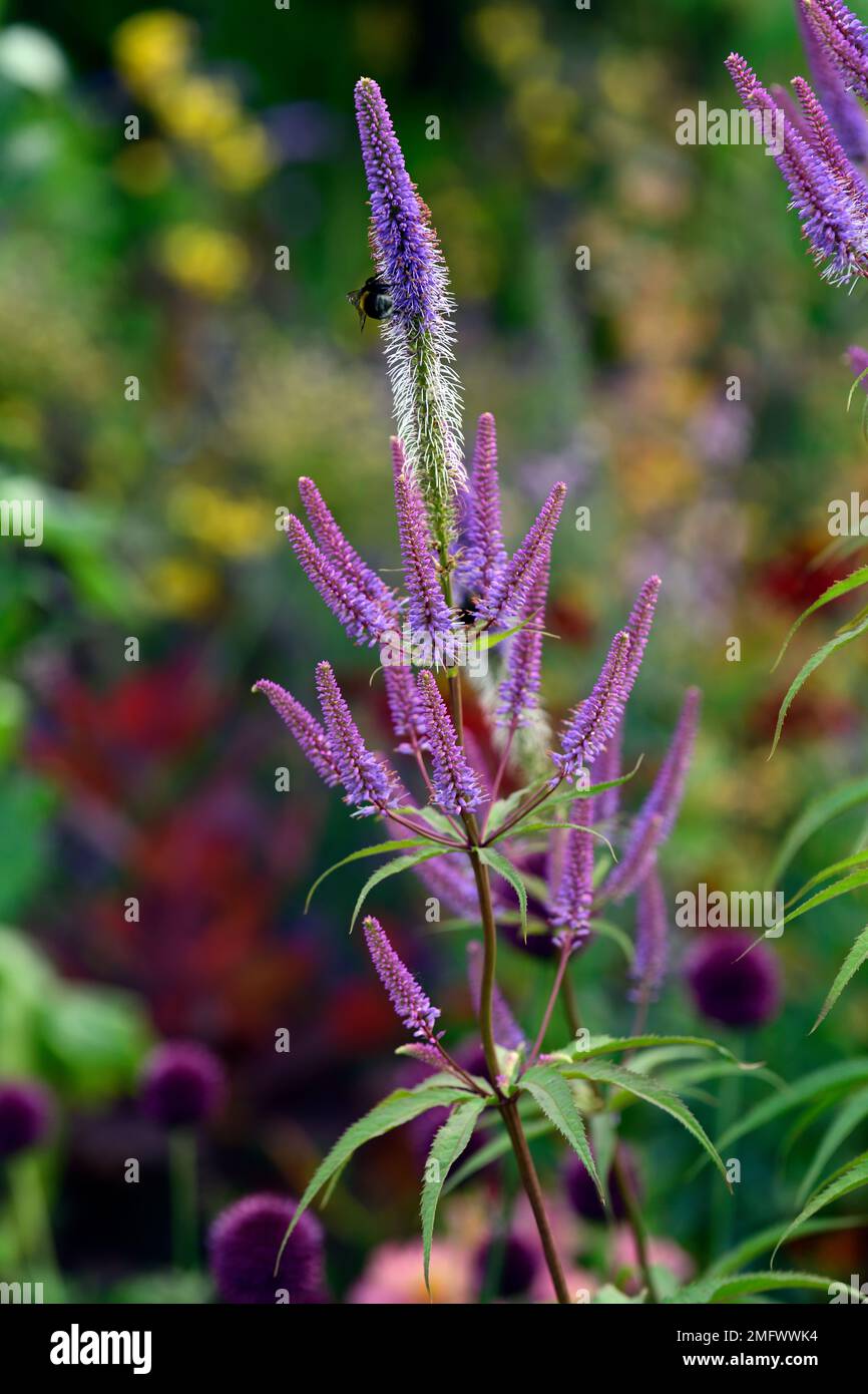 Veronicastrum virginicum Lavendelturm,Culver's Root,lavender-purple ...