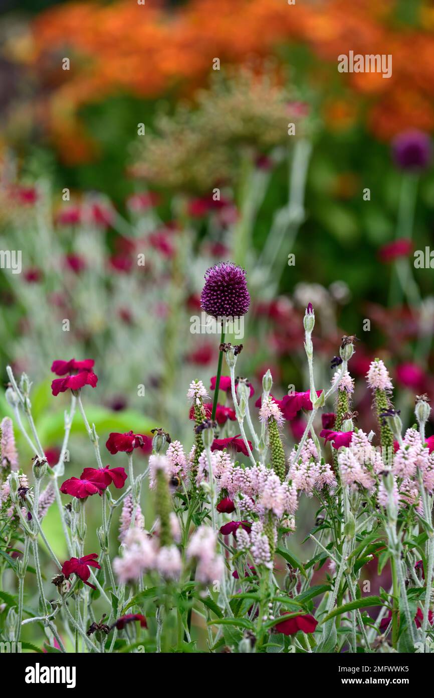 Veronica longifolia first choice hi-res stock photography and images ...