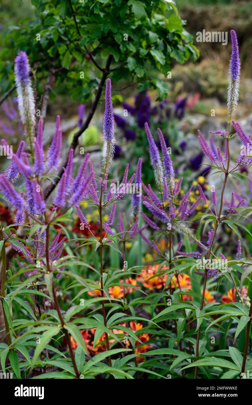 Veronicastrum virginicum lavender hi-res stock photography and images ...