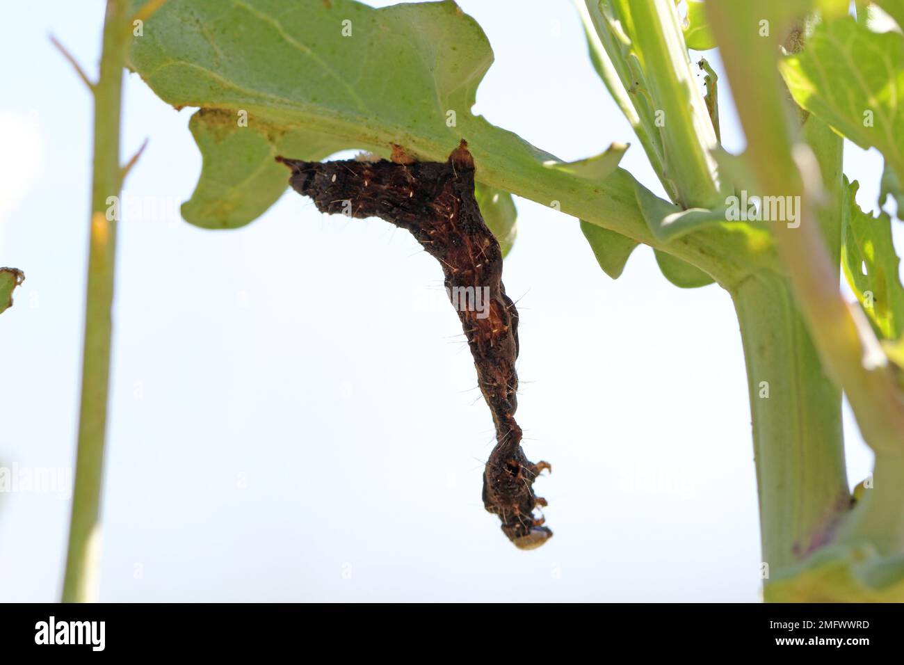 Caterpillar of Large White butterfly (Pieris brassicae) killed by ...