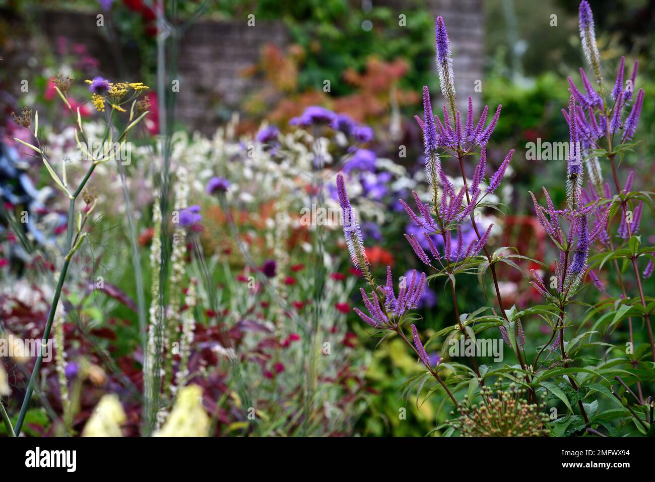 Veronicastrum virginicum Lavendelturm,Culver's Root,lavender-purple ...