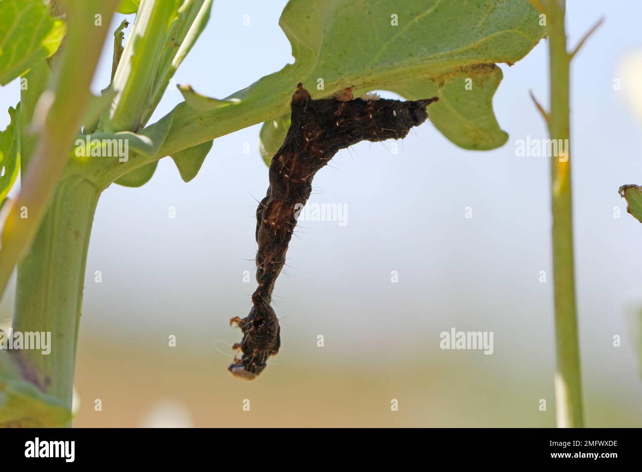 Caterpillar of Large White butterfly (Pieris brassicae) killed by ...