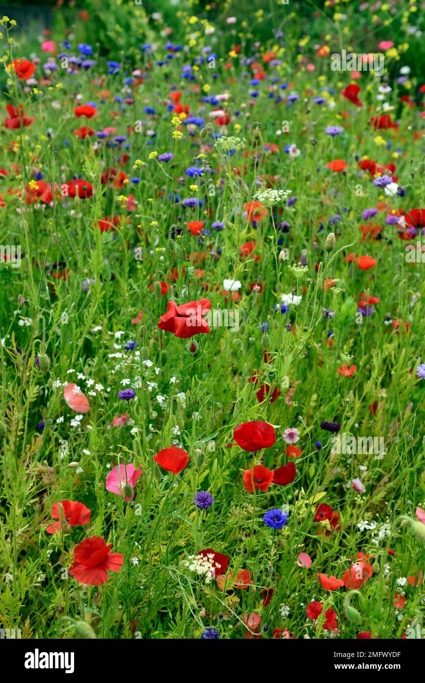 Annual wildflower border hi-res stock photography and images - Alamy