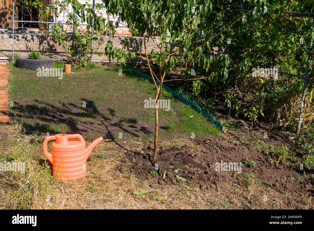 Tree watering can hi-res stock photography and images - Alamy