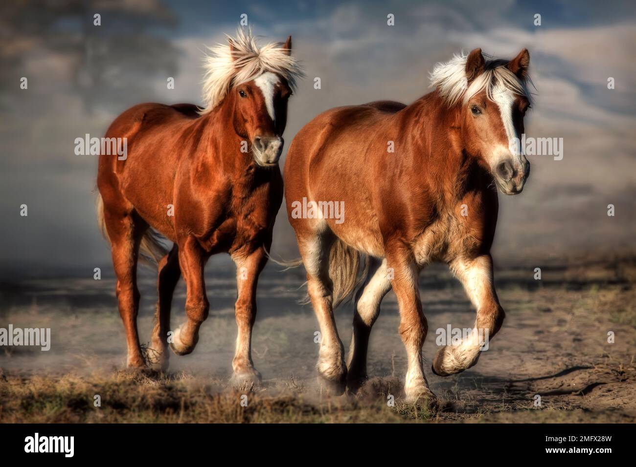 Two haflinger horses iin late afternoon light trotting at the Nature ...