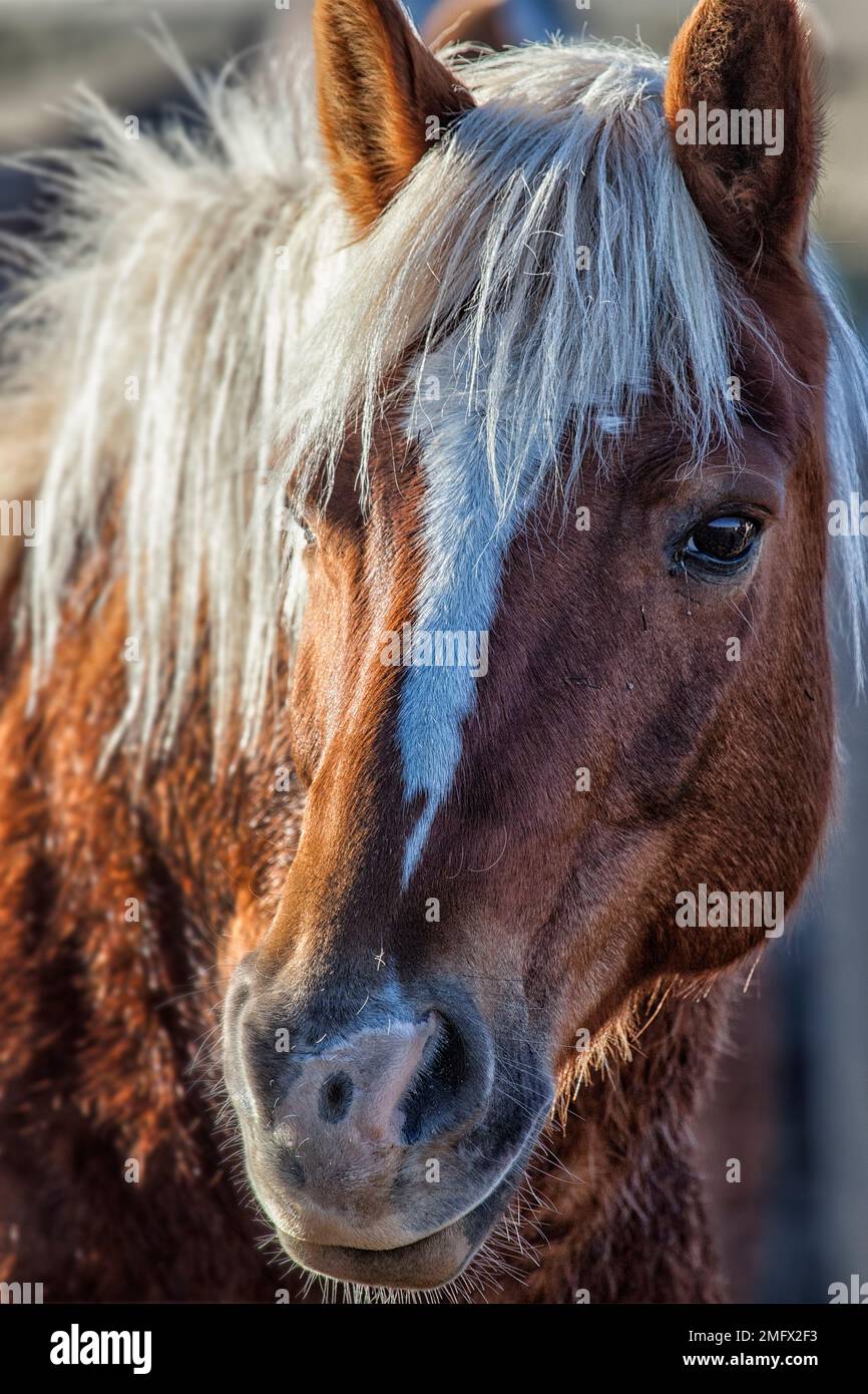 Portrait of a haflinger horse in late afternoon light at the Nature ...