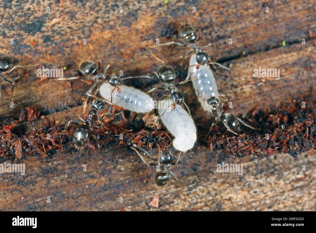 Garden ant Lasius sp. Worker ants caring to larvae after nest was ...