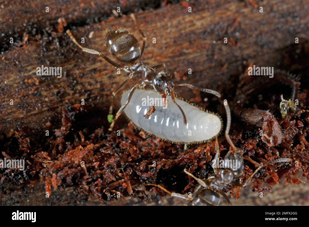 Garden ant Lasius sp. Worker ants caring to larvae after nest was ...