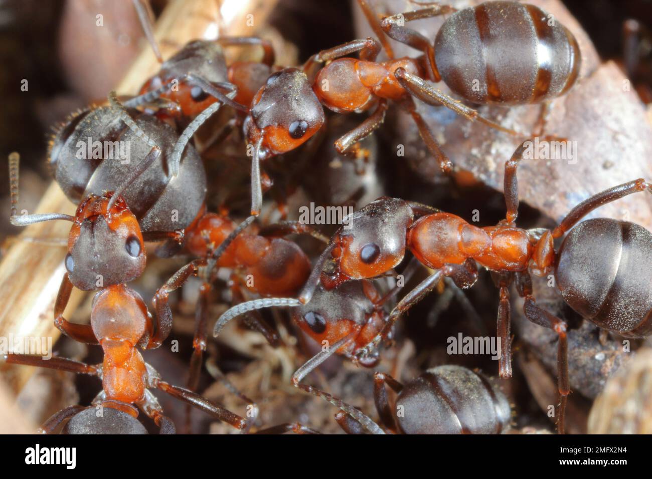Closeup on red wood ants Formica rufa in their anthil Stock Photo - Alamy
