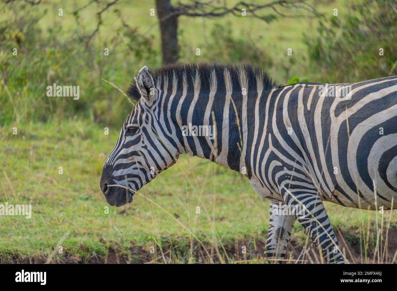 Zebras in the African wild Stock Photo - Alamy