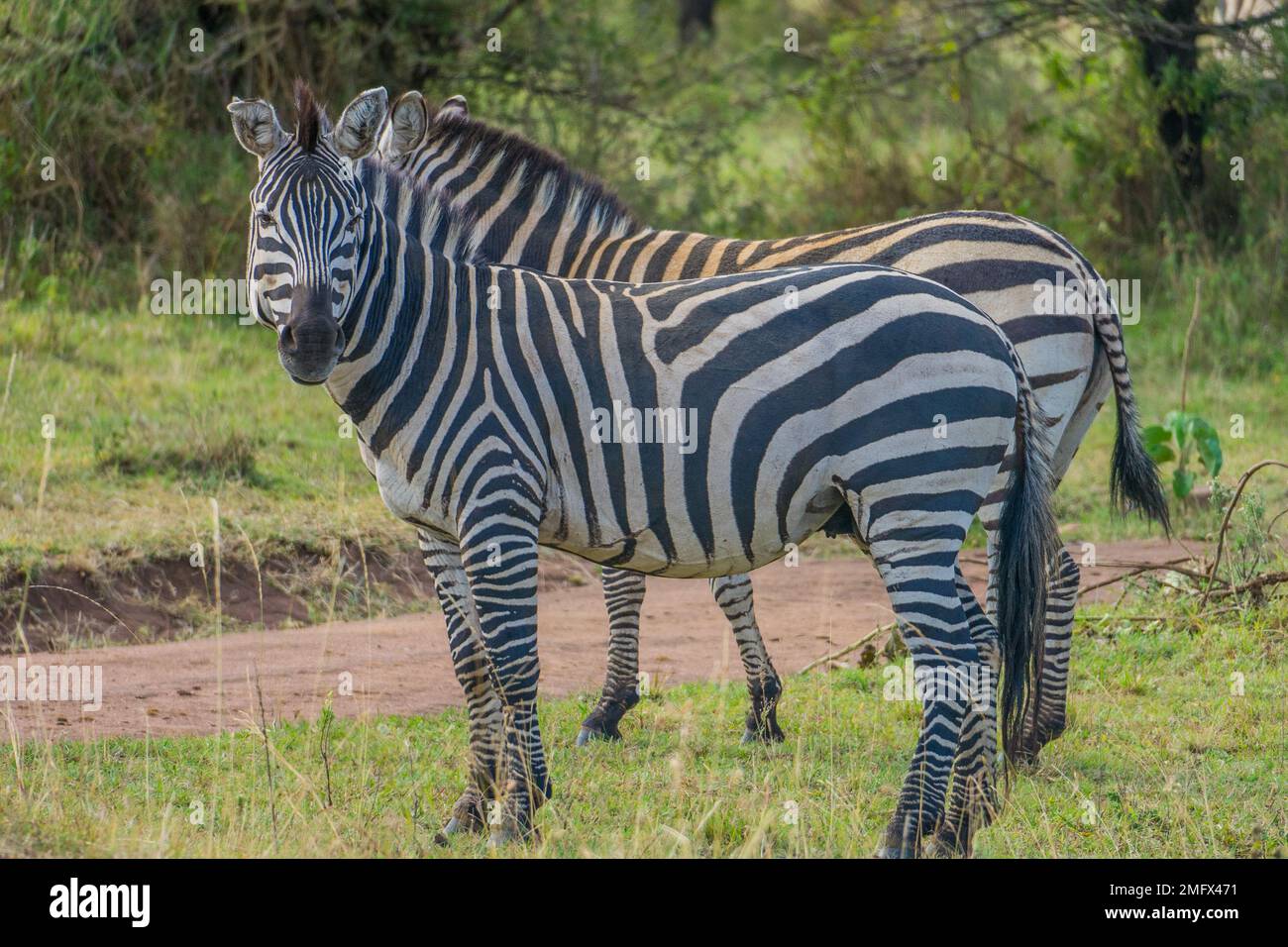 Zebras in the African wild Stock Photo - Alamy
