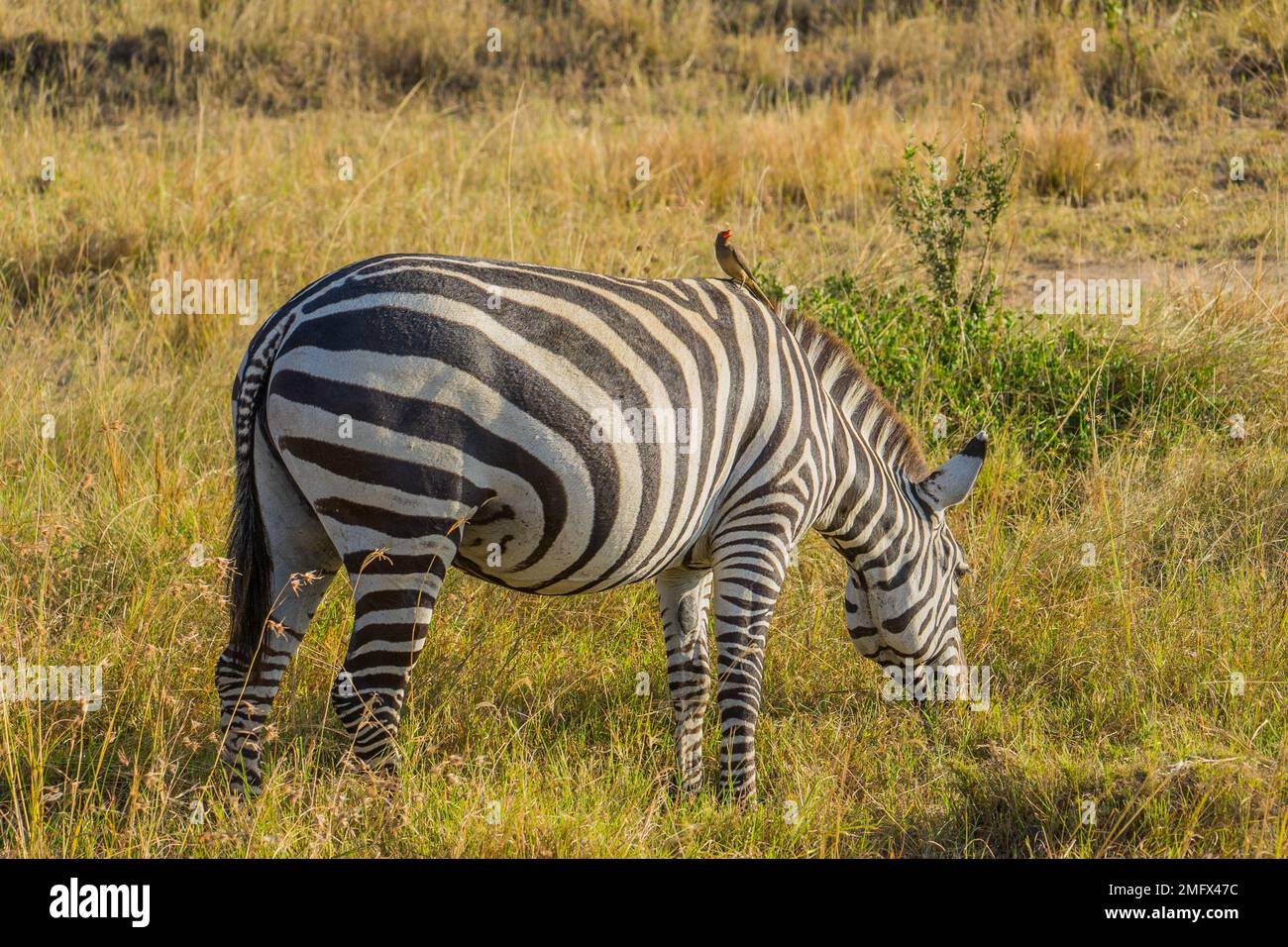 Zebras in the African wild Stock Photo - Alamy