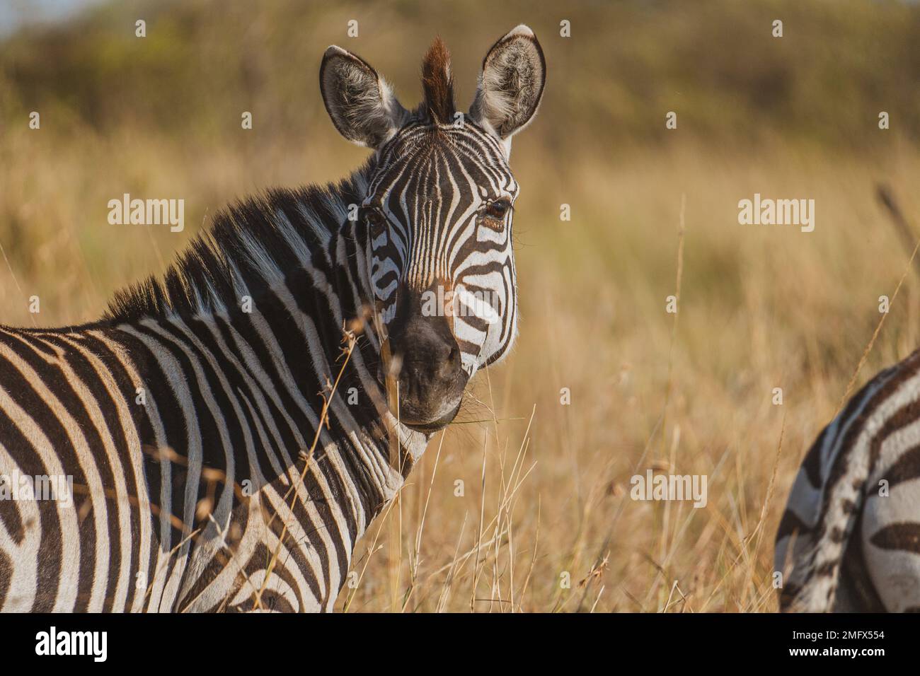 Zebras in the African wild Stock Photo - Alamy