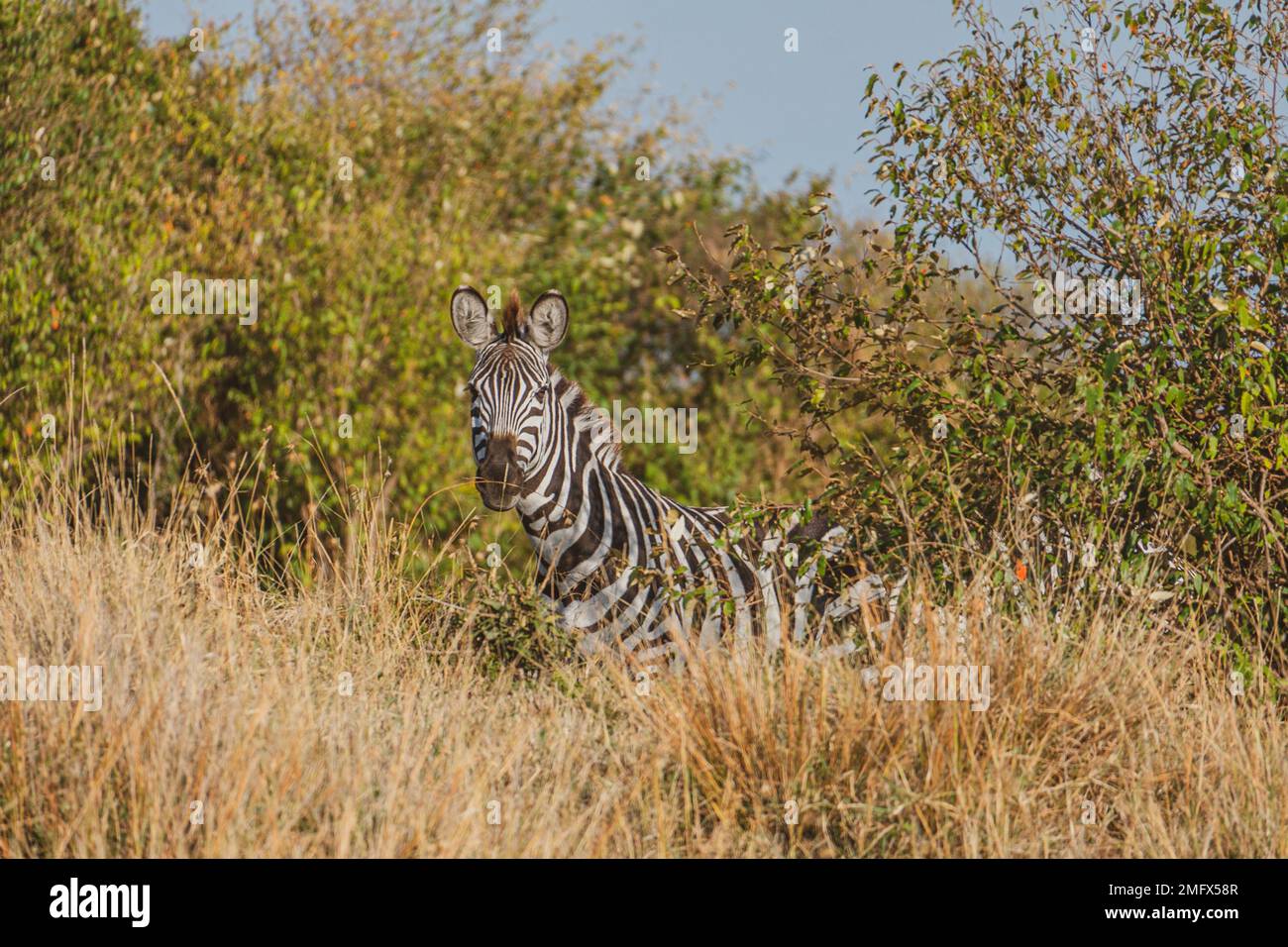 Zebras in the African wild Stock Photo - Alamy