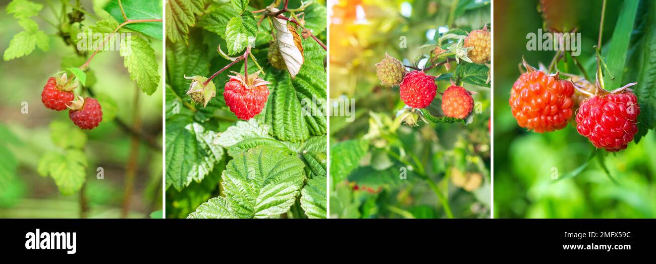 Collection of organic fruits and raspberries. Set of different ...