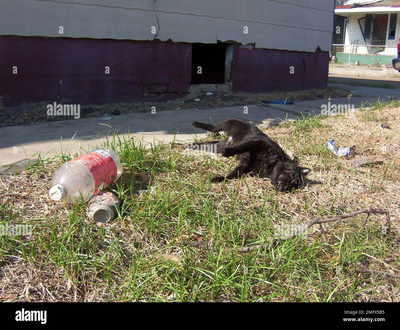 Katrina - Casualties and Graphic Images - 26-HK-438-11. Dead Animals ...
