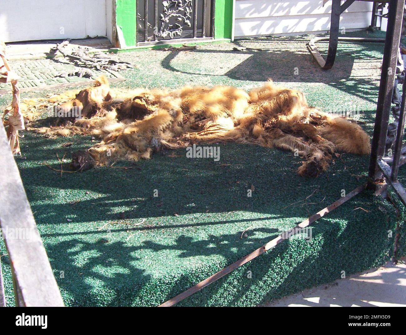 Katrina - Casualties and Graphic Images - 26-HK-438-14. Dead Animals ...