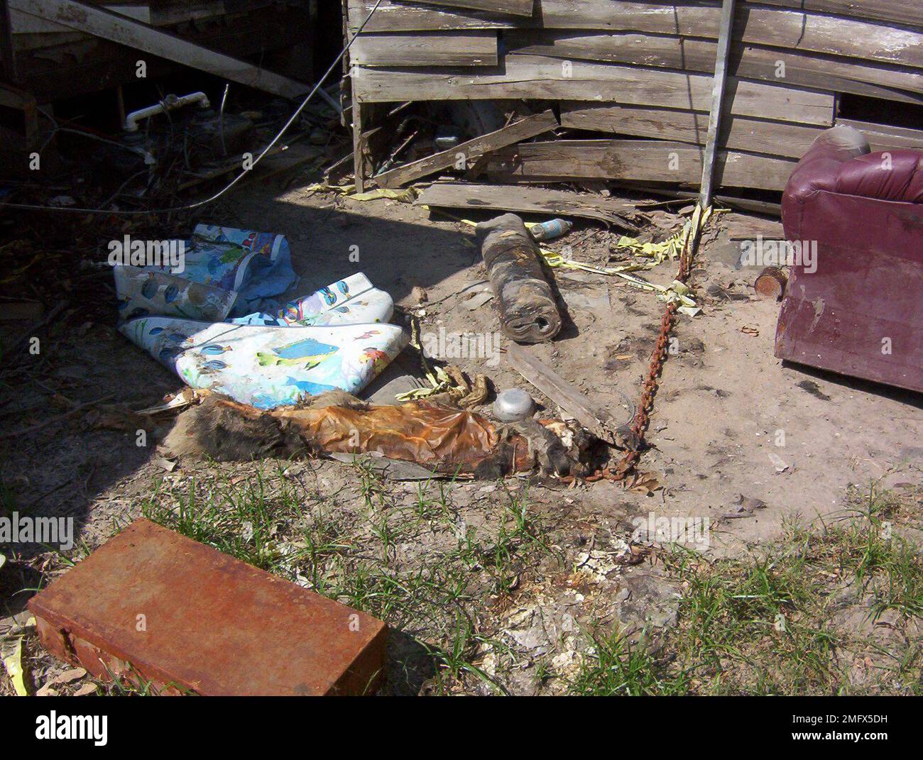 Katrina - Casualties and Graphic Images - 26-HK-438-18. Dead Animals ...