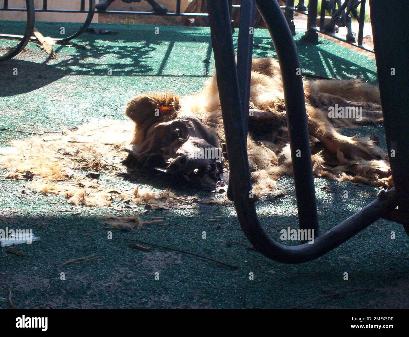 Katrina - Casualties and Graphic Images - 26-HK-438-15. Dead Animals ...