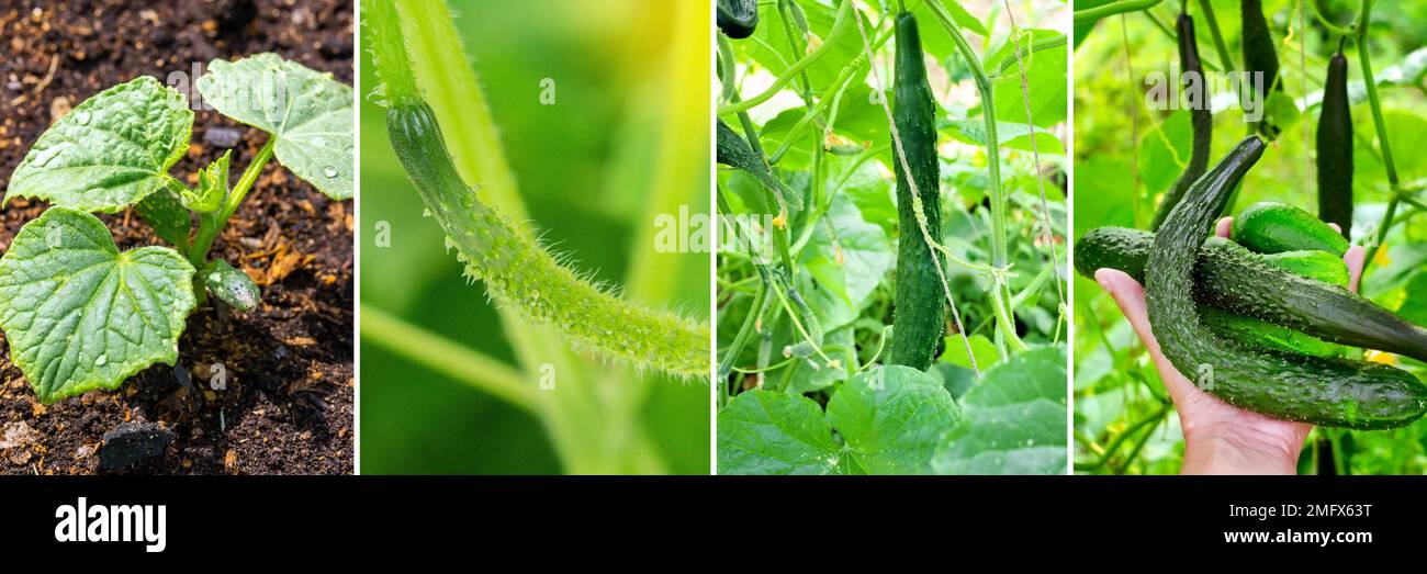 Collage of vegetables products of cucumber. Healthy eating concept ...