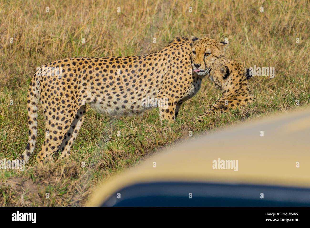 African cheetahs in the wild Stock Photo - Alamy African cheetahs in the wild Stock Photo - Alamy