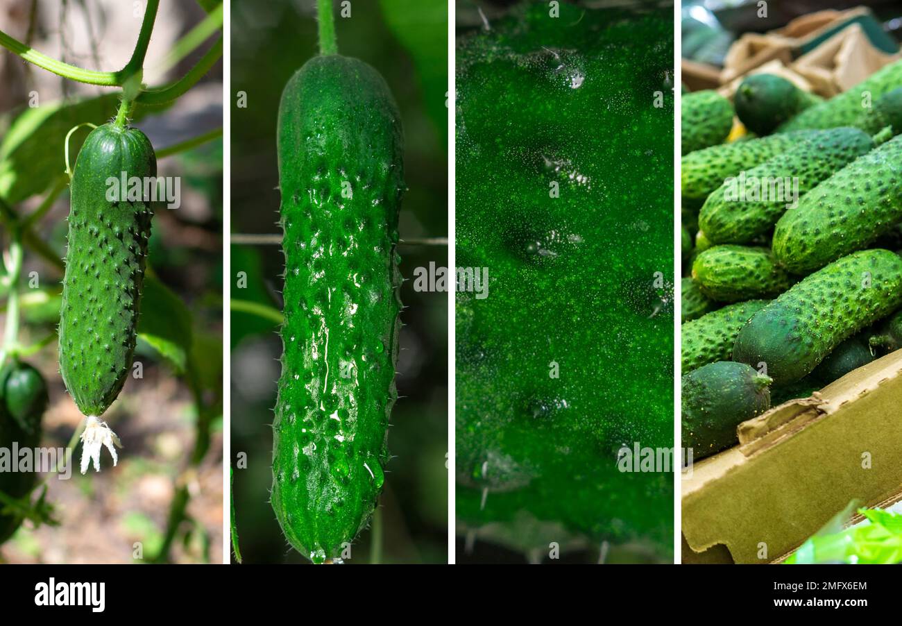 Collage of vegetables cucumber. Healthy eating concept. Gardening ...